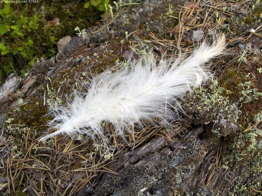 Kuva: Untuva - kotka maakotka untuva aquila chrysaetos valkoinen jäkälä ...