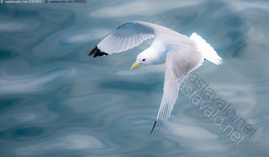 Kuva: Pikkukajava - Norja meri laine kuvio pikkukajava Rissa tridactyla ...