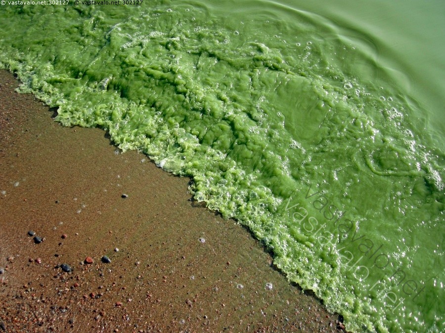 Kuva: Rantavesi - hiekka reuna vesi meri Itämeri Suomenlahti bakteerit ...