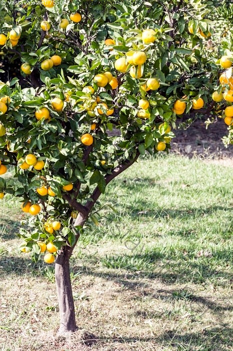 Kuva: Mandariinipuu - mandariini mandariinipuu puu kasvaa kasvattaa ...