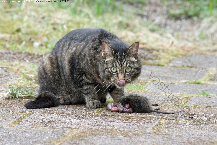 Kuva: Päivän saalis - vesimyyrä - kissa Felis silvestris catus ...