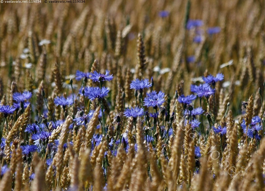 Kuva: Ruiskukkia viljapellossa 2 - Centaurea cyanus ruiskukka ...