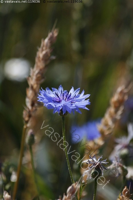Kuva: Ruiskukka - Centaurea cyanus ruiskukka ruiskaunokki viljapelto ...