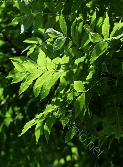 Kuva: Saarni - saarni Fraxinus excelsior lehtosaarni metsäsaarni ...