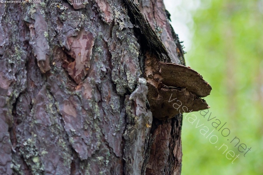 Kuva: Männynkääpä - Phellinus pini havupuu kaarna kasvi kääpä ...