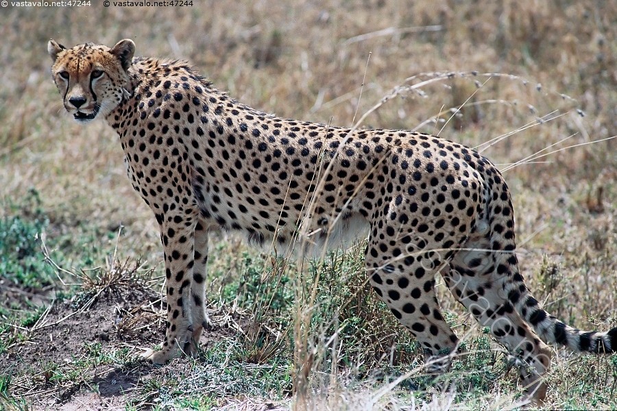 Kuva: Katse - afrikka africa tansania tanzania safari acinonyx jubatus ...