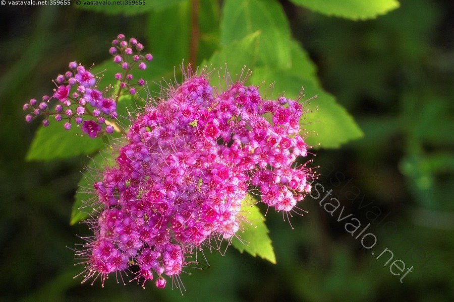 Kuva: Kreetanangervo (Spiraea ’Margaritae’) #3 - Spiraea Margaritae ...