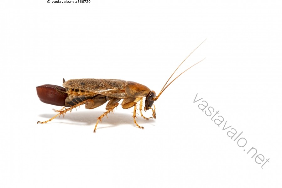 Kuva: Lapintorakka-naaras munakotelon kera (Ectobius lapponicus ...