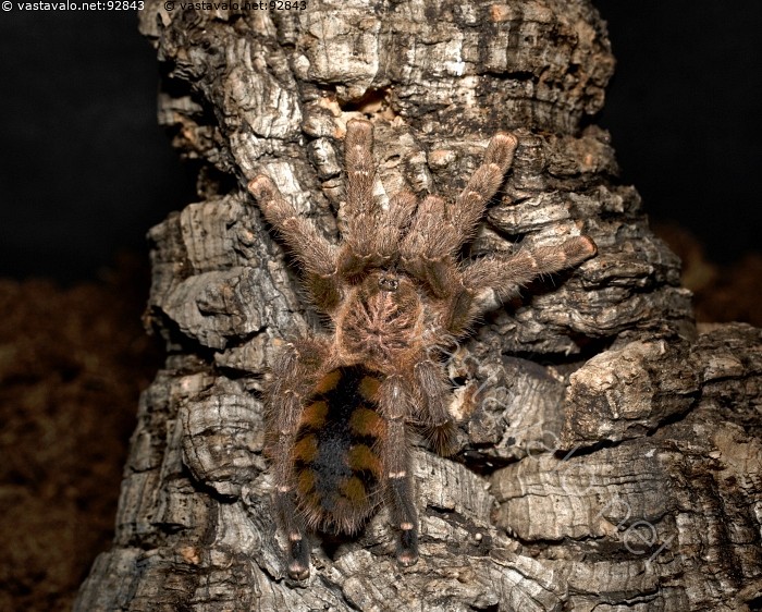 Kuva: Avicularia minatrix - tarantula tarantella lintuhämähäkki ...