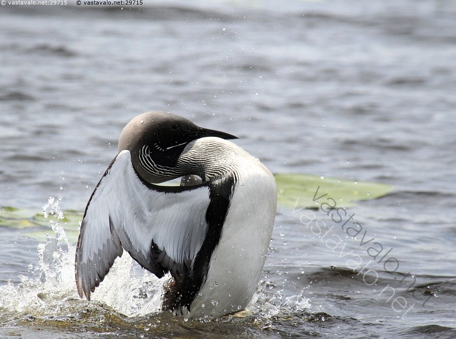 Kuva: Kuikka - Kuikka Cavia arctica vesilintu lintu siipi nokka järvi ...