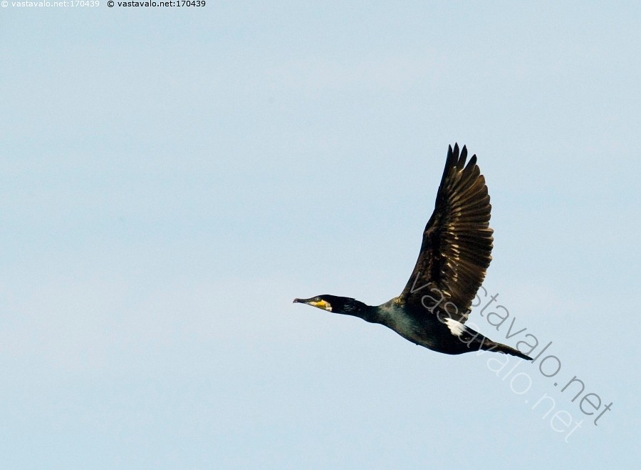 Kuva: Merimetso lennossa - merimetso phalacrocorax carbo great ...