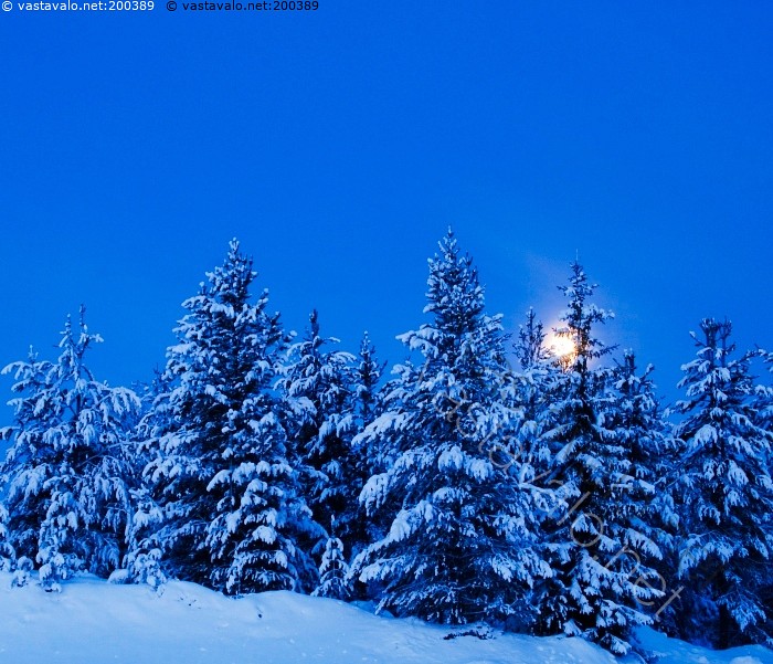 Kuva: Aamukuu - Lappi talvi tykkylumi metsä lumi kuu luonto aamu kaamos ...