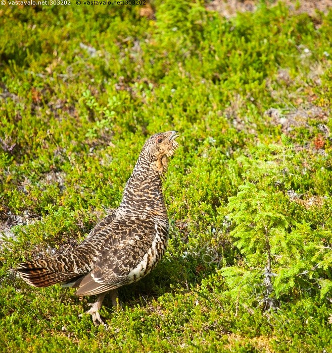Kuva: Koppelo varvikossa - koppelo metso tetrao urogallus varvikko kesä ...