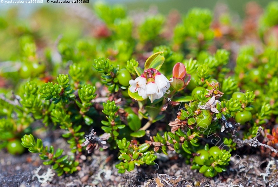 Kuva: Variksenmarja kukkii - kasvi variksenmarja kukkii kukat lehdet ...