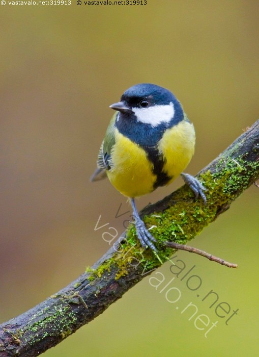 Kuva: Talitintti lokakuussa - lintu tiainen syksy sammal talitiainen ...