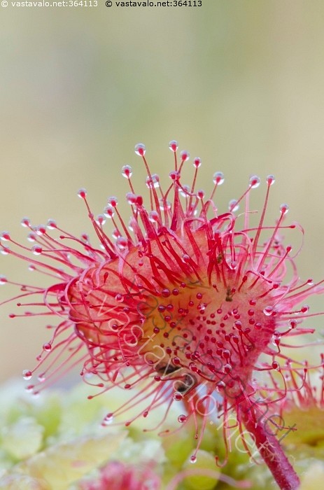 Kuva: Kihokit - kasvi suo kihokki pyöreälehtikihokki kihokit ...