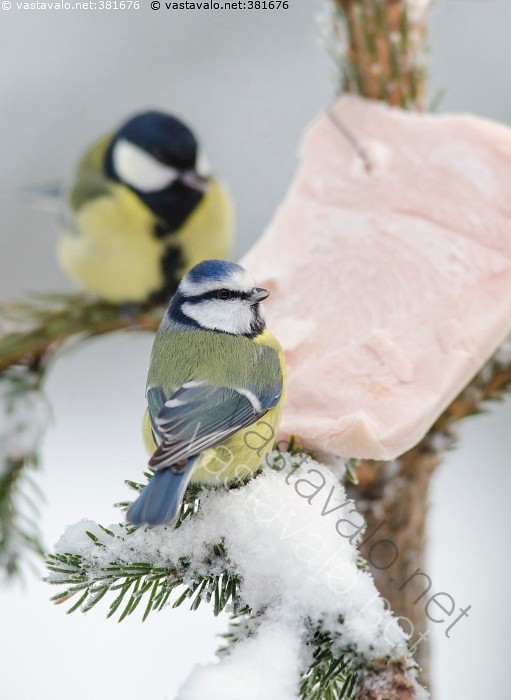 Kuva: Talviruokaa - talvi linnut tali talitiainen sinitiainen kuusi ...