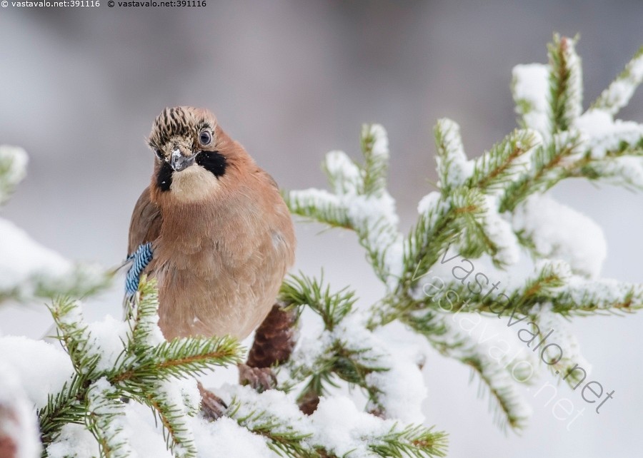 Kuva: Närhi - talvi lintu lumi kuusi luminen oksa närhi Garrulus ...
