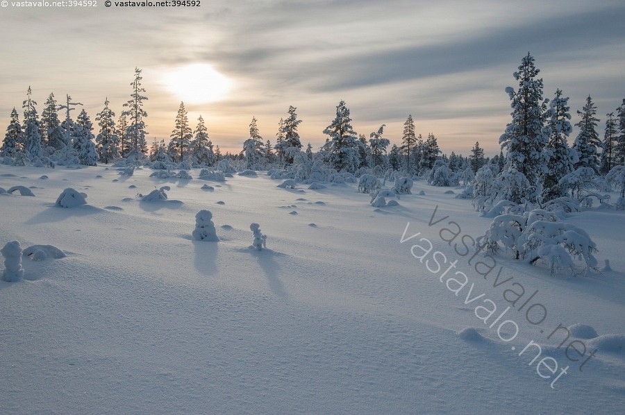 Kuva: Talvimaisema - talvimaisema lumi luminen tunturikoivu mänty puut ...