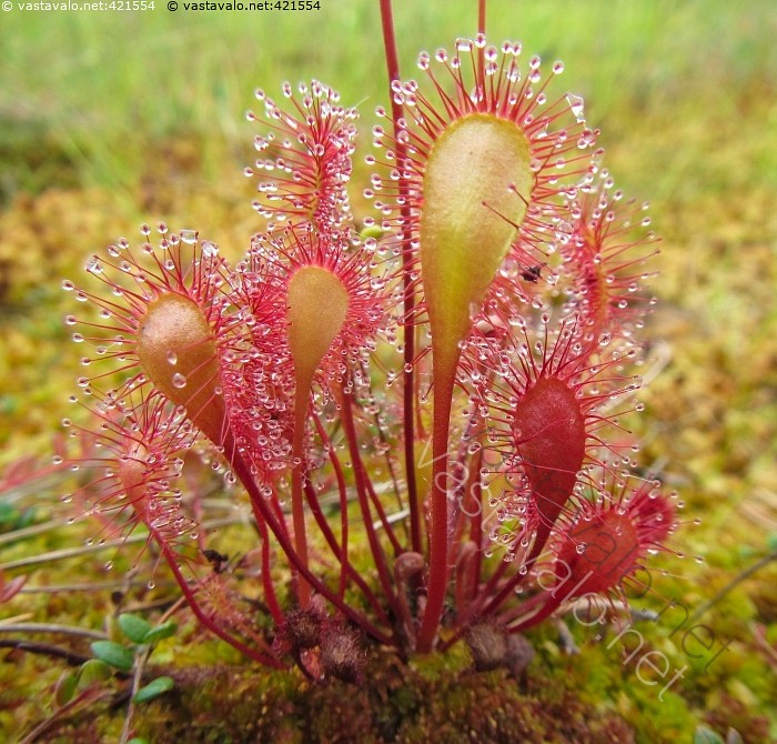 Kuva: Kihokki - kihokki pitkälehtikihokki kihokit Drosera anglica ...