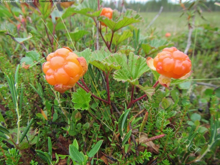 Pekka Rinne records his career high 8th shutout, which leads the league ...