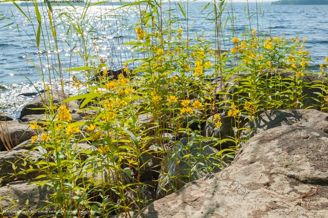 Kuva: Rannan kukat - järvi ranta kasvit kivet vesi kesäpäivä kukat ...