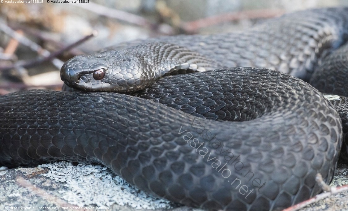 Kuva: Musta kyy - kyy käärme matelija kyykäärme Vipera berus ...