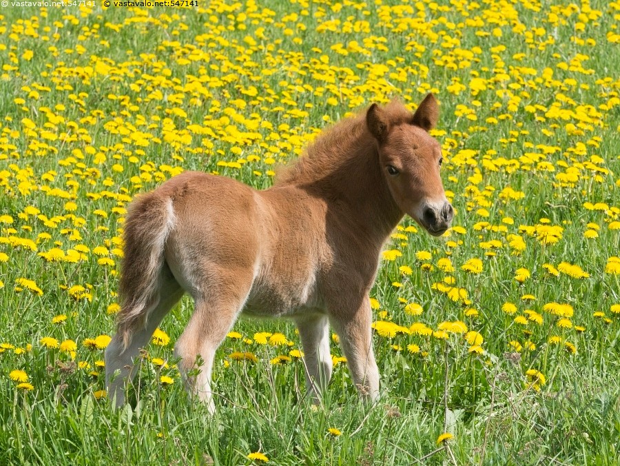Kuva: Varsa laitumella - varsa hevonen pelto voikukat keltainen vihreä ...