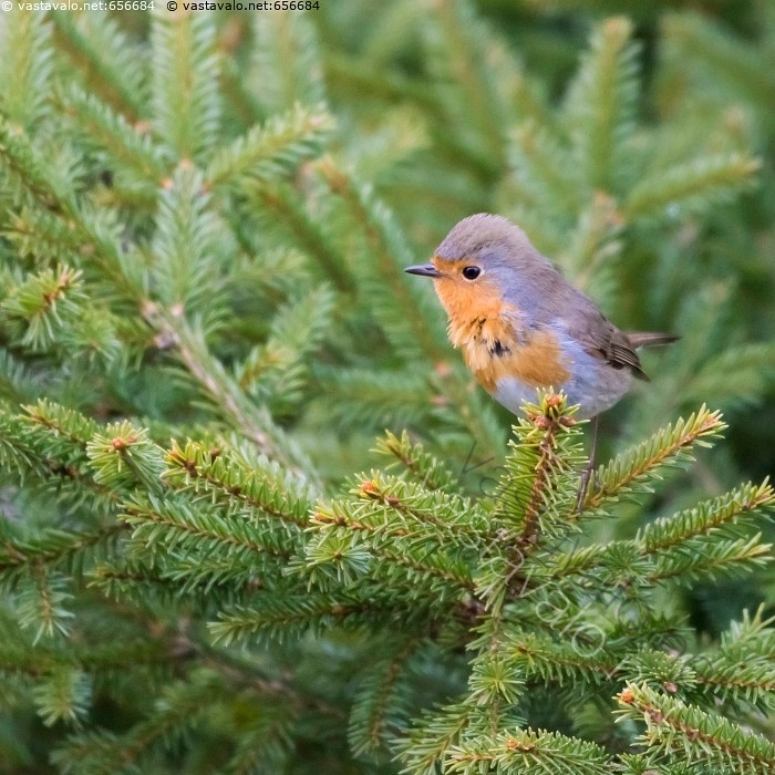 Kuva: Punarinta - kevät punarinta kuusi vihreä oranssi oksat neulaset ...