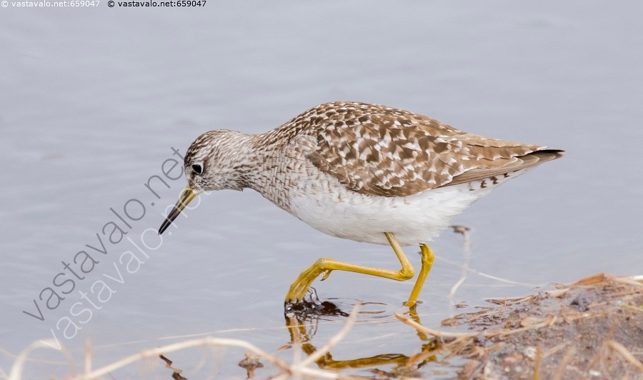 Kuva: Liro kosteikolla - liro Tringa glareola kahlaaja askel jalka ...