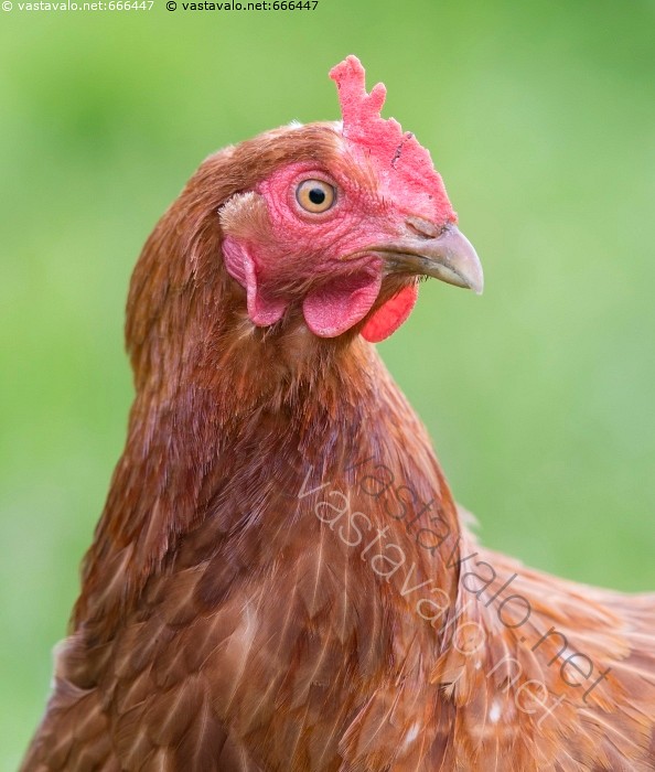 Kuva: Kana - nokka silmä kesä pää heltta vihreä kana ruskea brahma ...