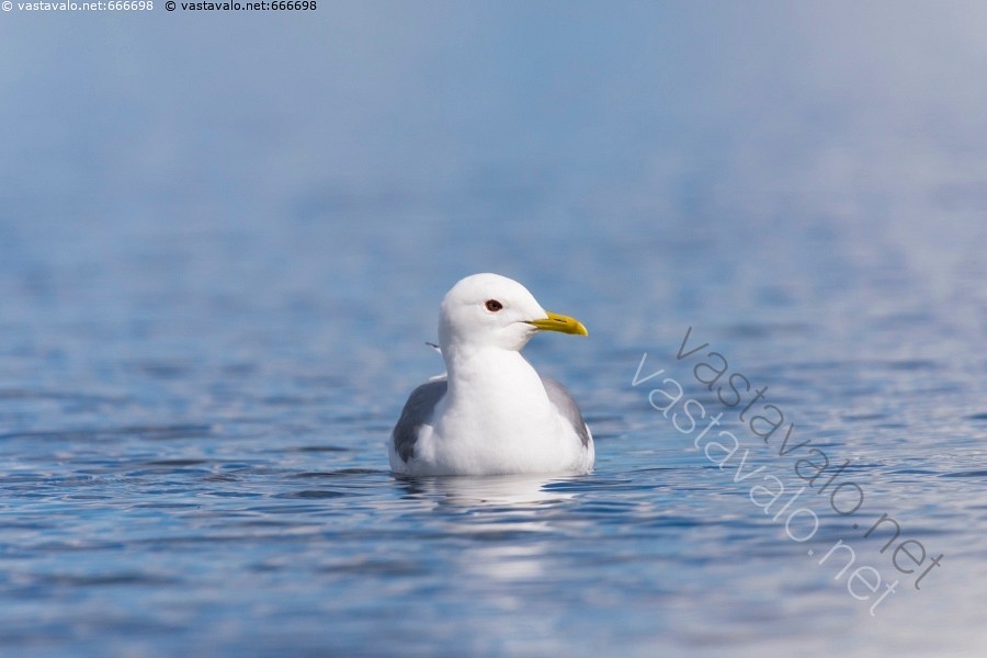 Kuva: Kalalokki - kalalokki kesä järvi vesi sininen Larus canus lokki ...