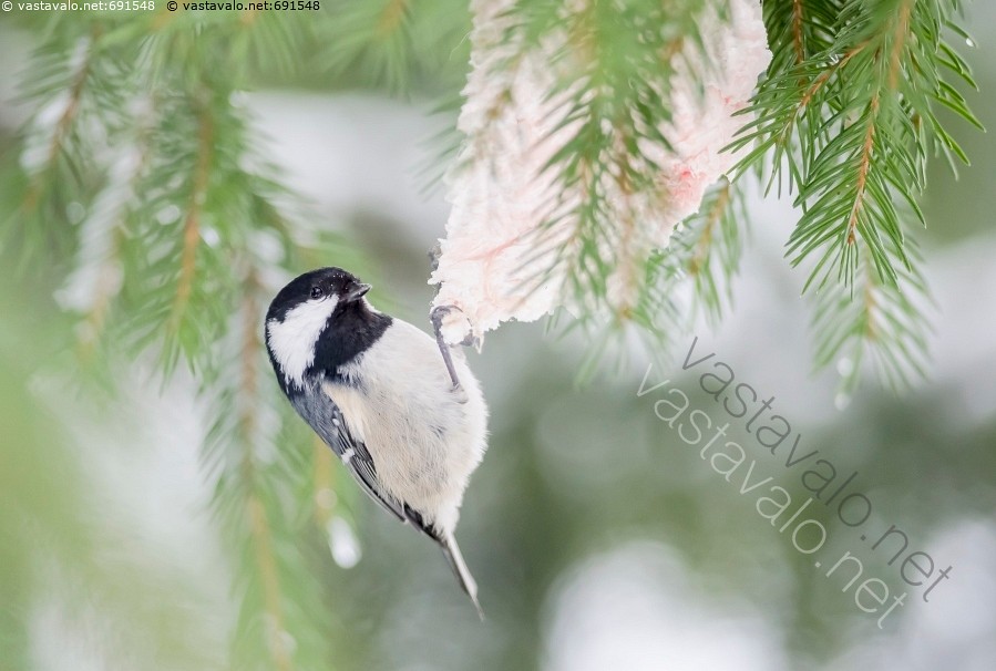 Kuva: Kuusitiaisen jouluruoka - talvi lumi kuusi kuusitiainen Parus ...
