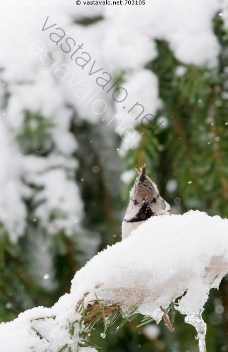 Kuva: Töyhtötiainen - talvi kuusi lumi luminen tiainen vihreä neulaset ...