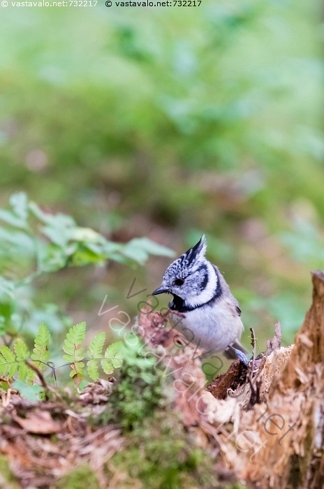 Kuva: Töyhtötiainen metsässä - syksy metsä Parus cristatus vihreä ...