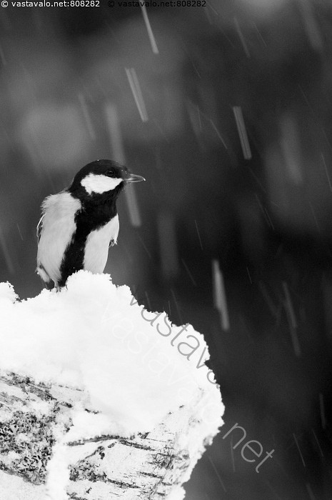 Kuva: Tiainen lumisateessa - talvi lumi lumisade tiainen Parus major ...