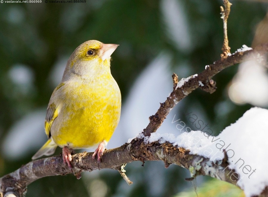 Kuva: Viherpeippo - talvi Chloris chloris viherpeippo koiras koivu oksa ...