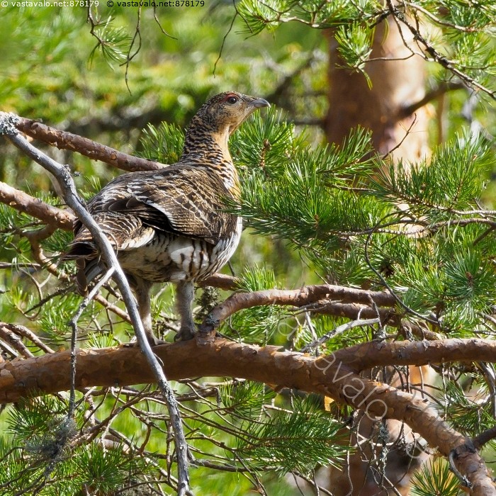 Kuva: Koppelo männyssä - kevät naaras metso koppelo oksalla mänty ...