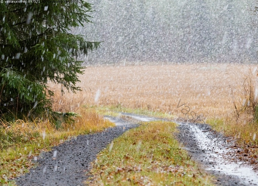 Kuva: Räntäsade - syksy sade räntäsade räntä maaseutu pelto metsä tie ...