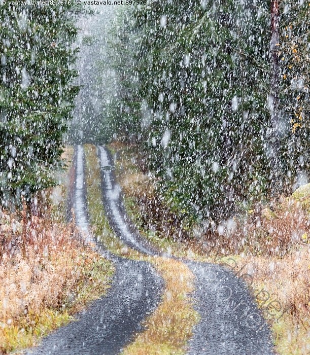 Kuva: Räntäsade - syksy sade räntäsade räntä maaseutu metsä tie pihatie ...