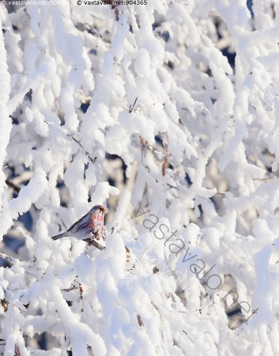 Kuva: Urpiainen koivussa - urpiainen lumi luminen koivu Carduelis ...