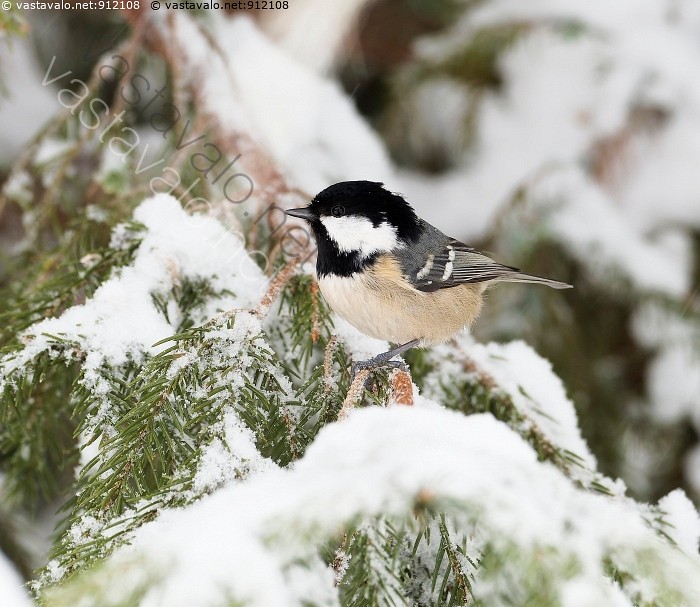 Kuva: Kuusitiainen lumisessa kuusessa - Parus ater tiainen kuusitiainen ...