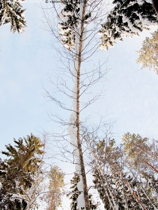 Kuva: Metsän puita - talvi koivu kuusi kuuset mänty männyt lehdetön ...