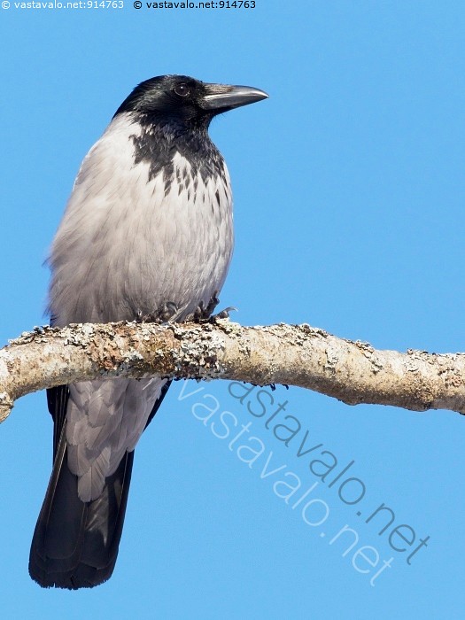 Kuva: Varis kevätpäivänä - varis oksa kevät jäkälä harmaa musta sininen ...