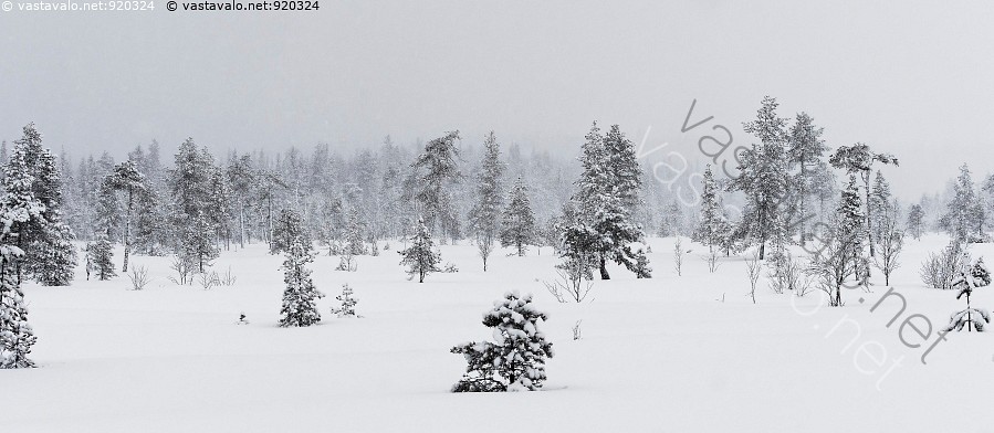 Kuva: Lumisadetta suolla - talvi lumi lumisade suo mänty männyt kuusi ...