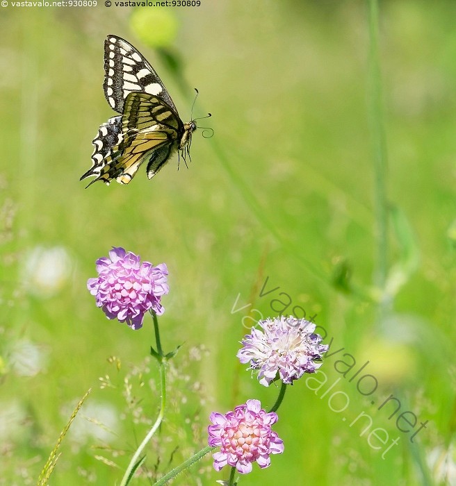 Kuva: Ritariperhonen lennossa - kelta-musta ritariperhonen perhonen ...