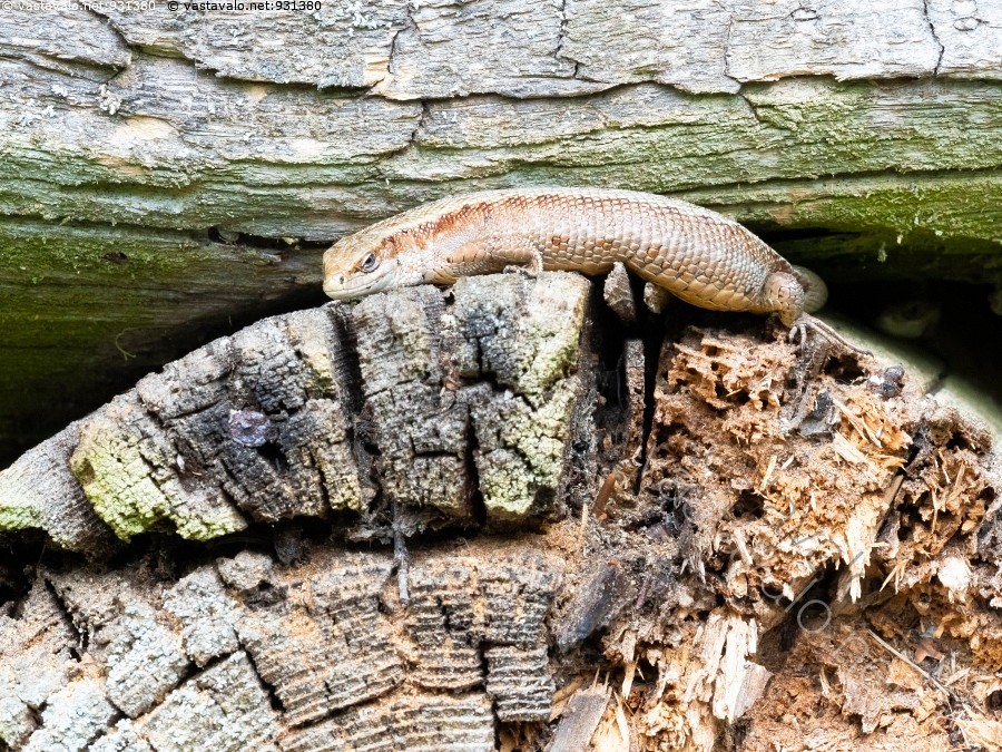 Kuva: Sililisko - lisko Zootoca vivipara matelija rauhoitettu suomu ...