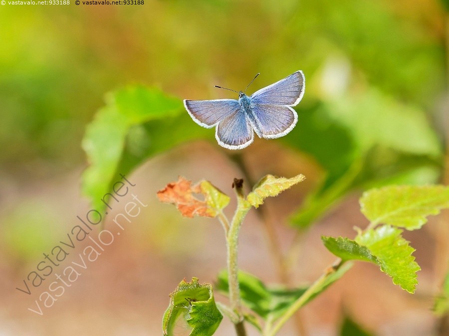 Kuva: Perhonen lennossa - sinisiipi päiväperhonen perhonen sininen ...