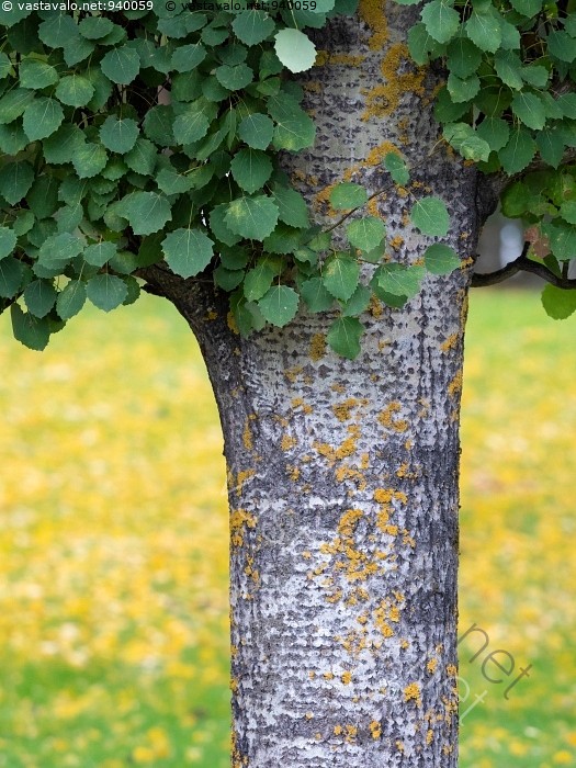 Kuva: Haapa - syksy runko jäkälä keltainen lehdet vihreä harmaa ...