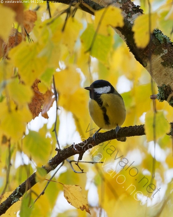Kuva: Syksy - ruska koivu talitiainen Parus major lintu syksy ruskea ...